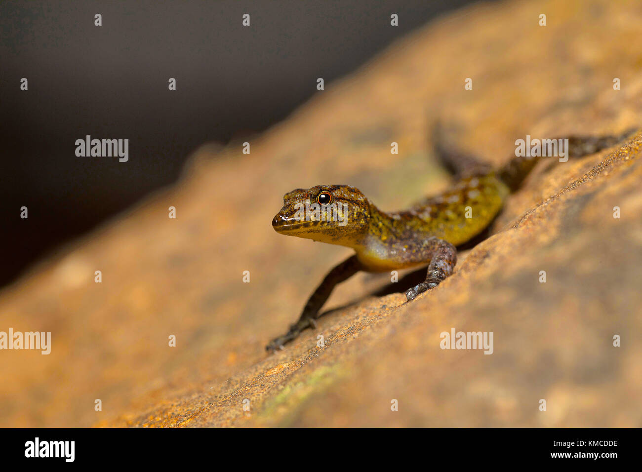 Cnemaspis girii -Fotos und -Bildmaterial in hoher Auflösung – Alamy