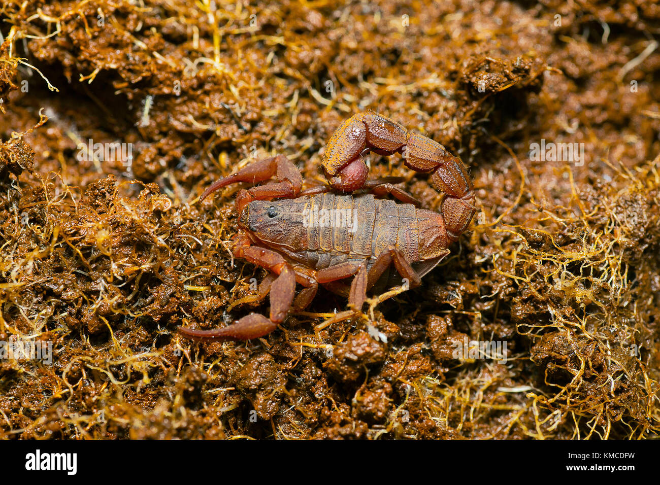Hottentotta rugiscutis (Scorpiones: Buthidae). Ein kleinerer Verwandter ...