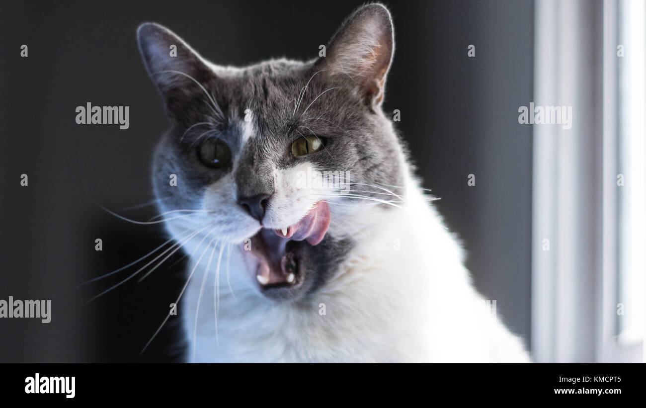 Zunge raus -Fotos und -Bildmaterial in hoher Auflösung – Alamy