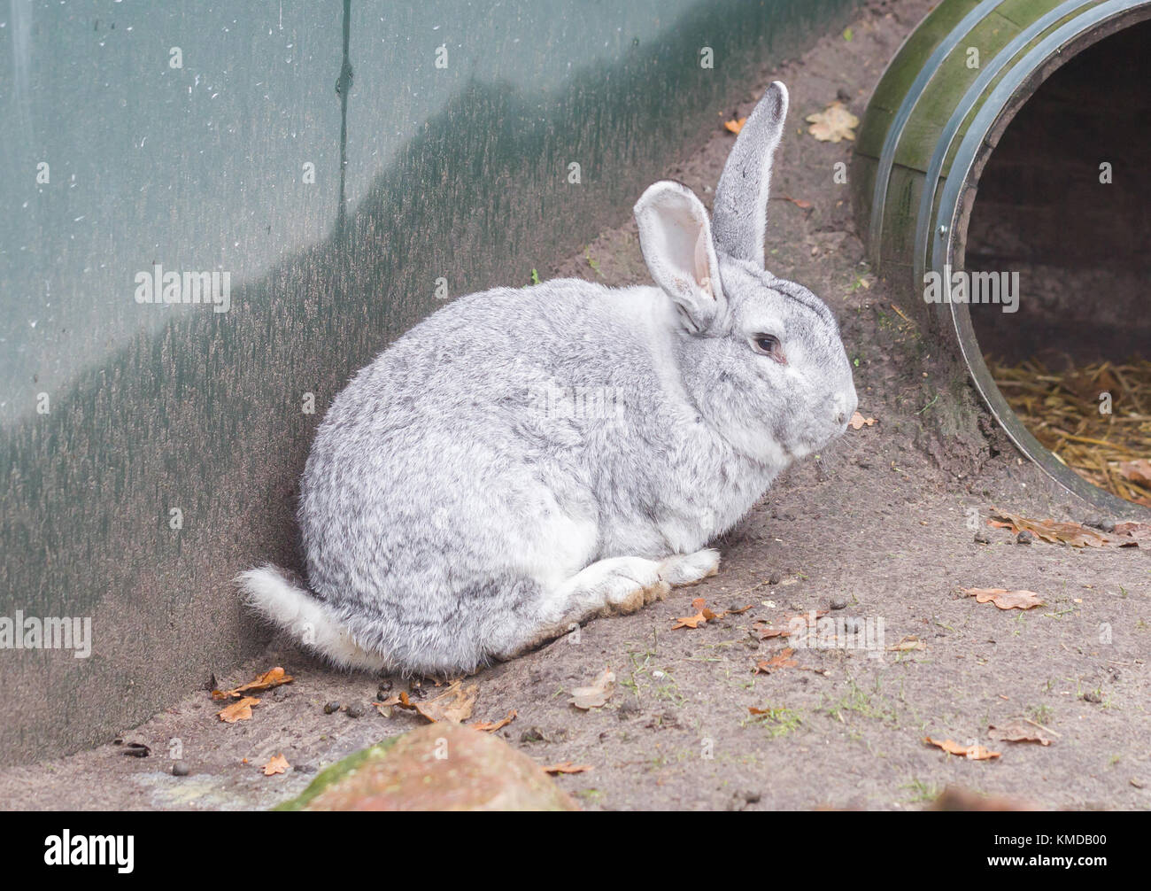 Wamme kaninchen -Fotos und -Bildmaterial in hoher Auflösung – Alamy