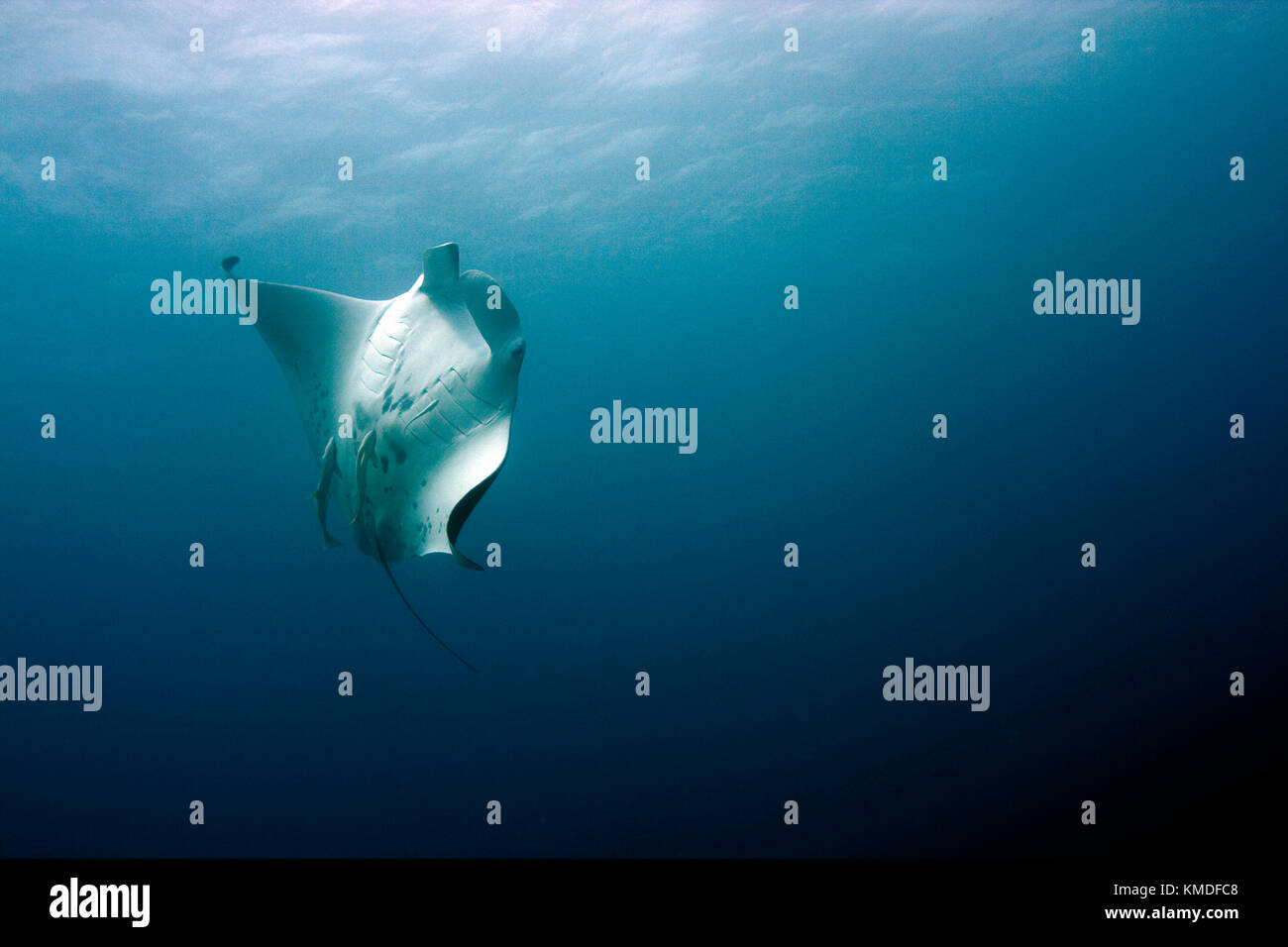 Tauchen in fidschi -Fotos und -Bildmaterial in hoher Auflösung – Alamy