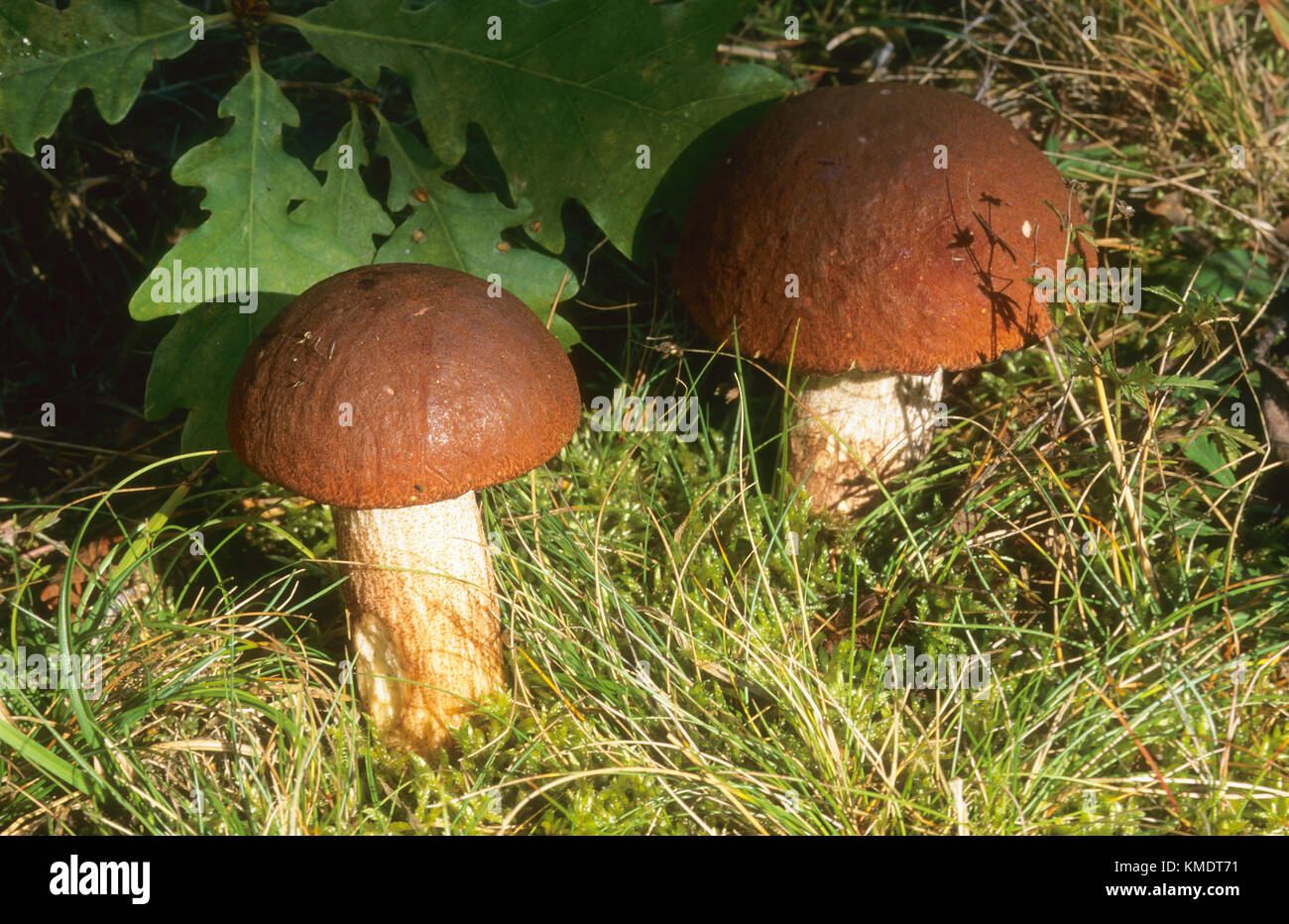 Espen Rotkappe Stockfotos und -bilder Kaufen - Alamy