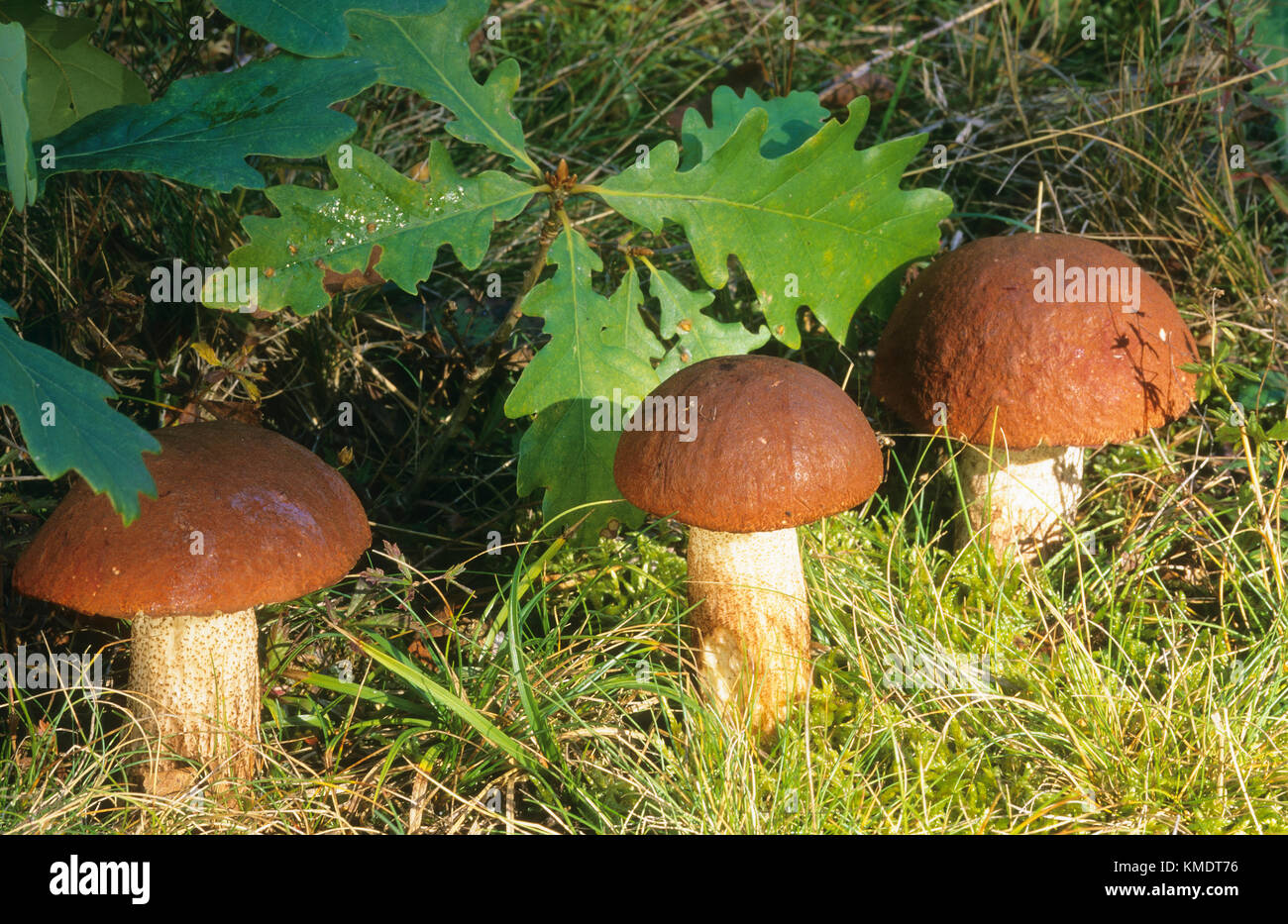 Weissstielige rotkappe -Fotos und -Bildmaterial in hoher Auflösung – Alamy