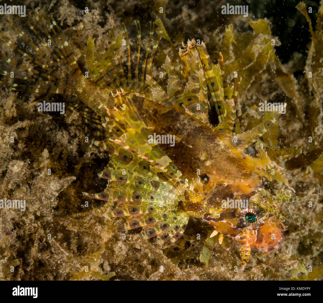 Kurzflossen feuerfische Hiding in plain Sight Stockfotografie - Alamy