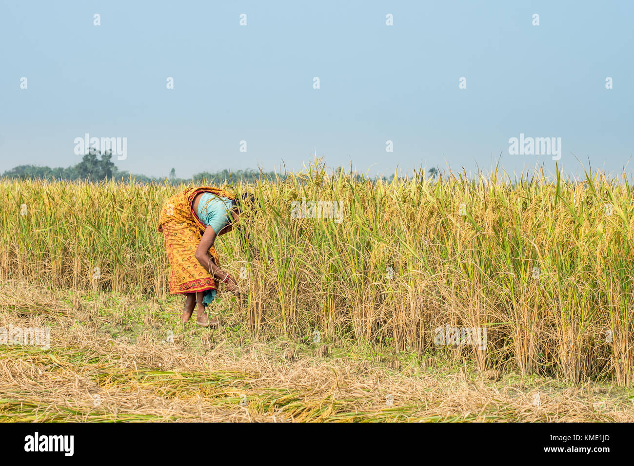 Rice harvesting -Fotos und -Bildmaterial in hoher Auflösung – Alamy