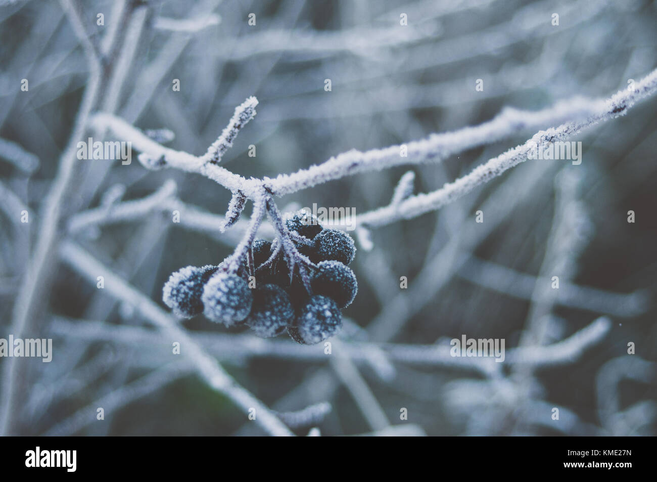 Beeren mit eiskristallen -Fotos und -Bildmaterial in hoher Auflösung ...