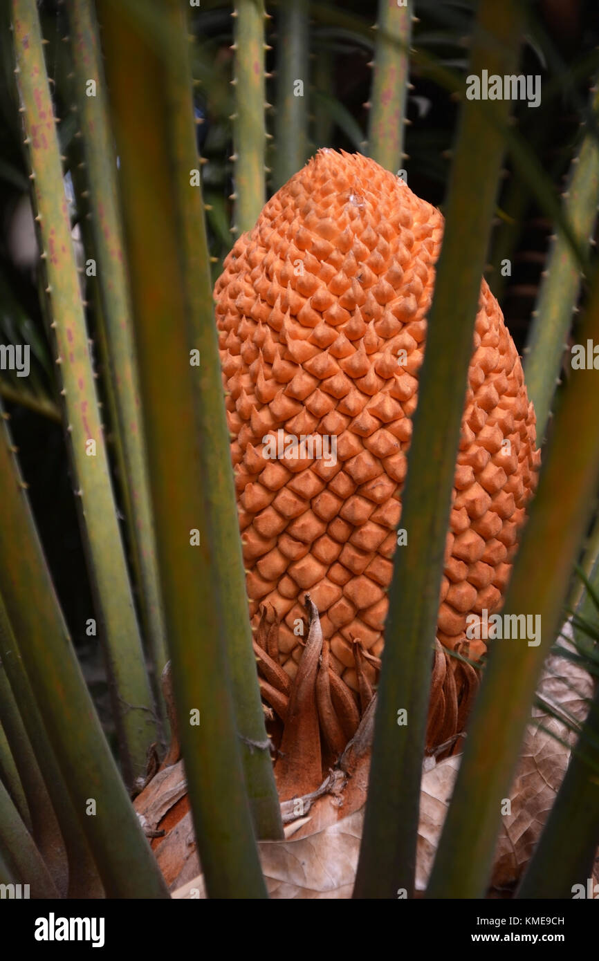 Ananas cycad -Fotos und -Bildmaterial in hoher Auflösung – Alamy