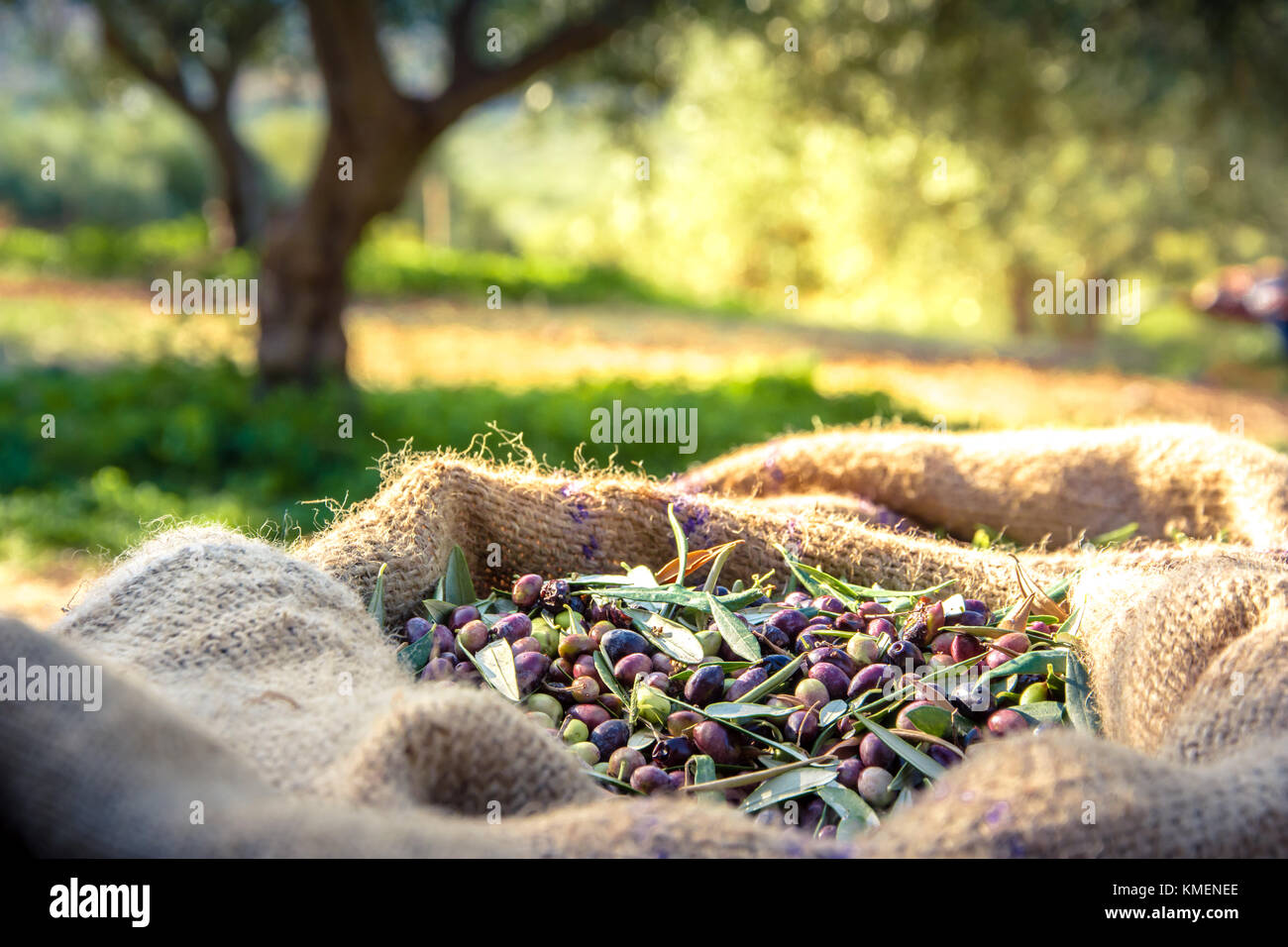 In einem olivenfeld -Fotos und -Bildmaterial in hoher Auflösung – Alamy