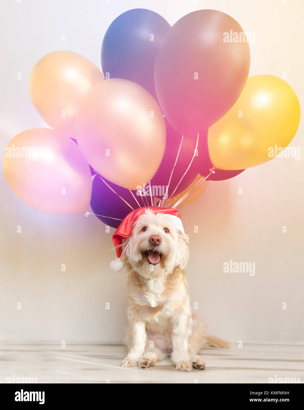 Pet im Neuen Jahr Kappe mit aufblasbare Bälle. Luftballons Frohes neues ...