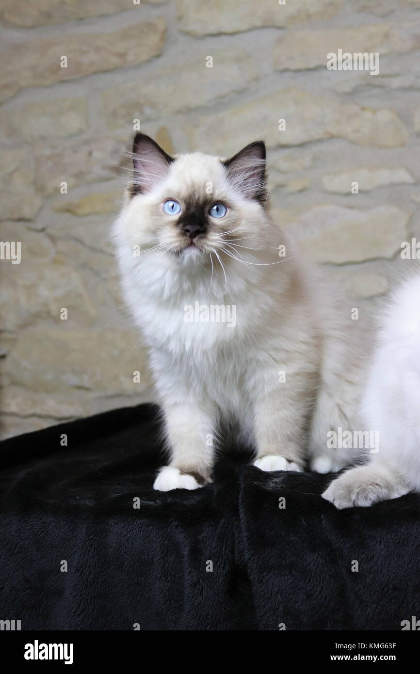 Ragdoll cat on blue background -Fotos und -Bildmaterial in hoher ...