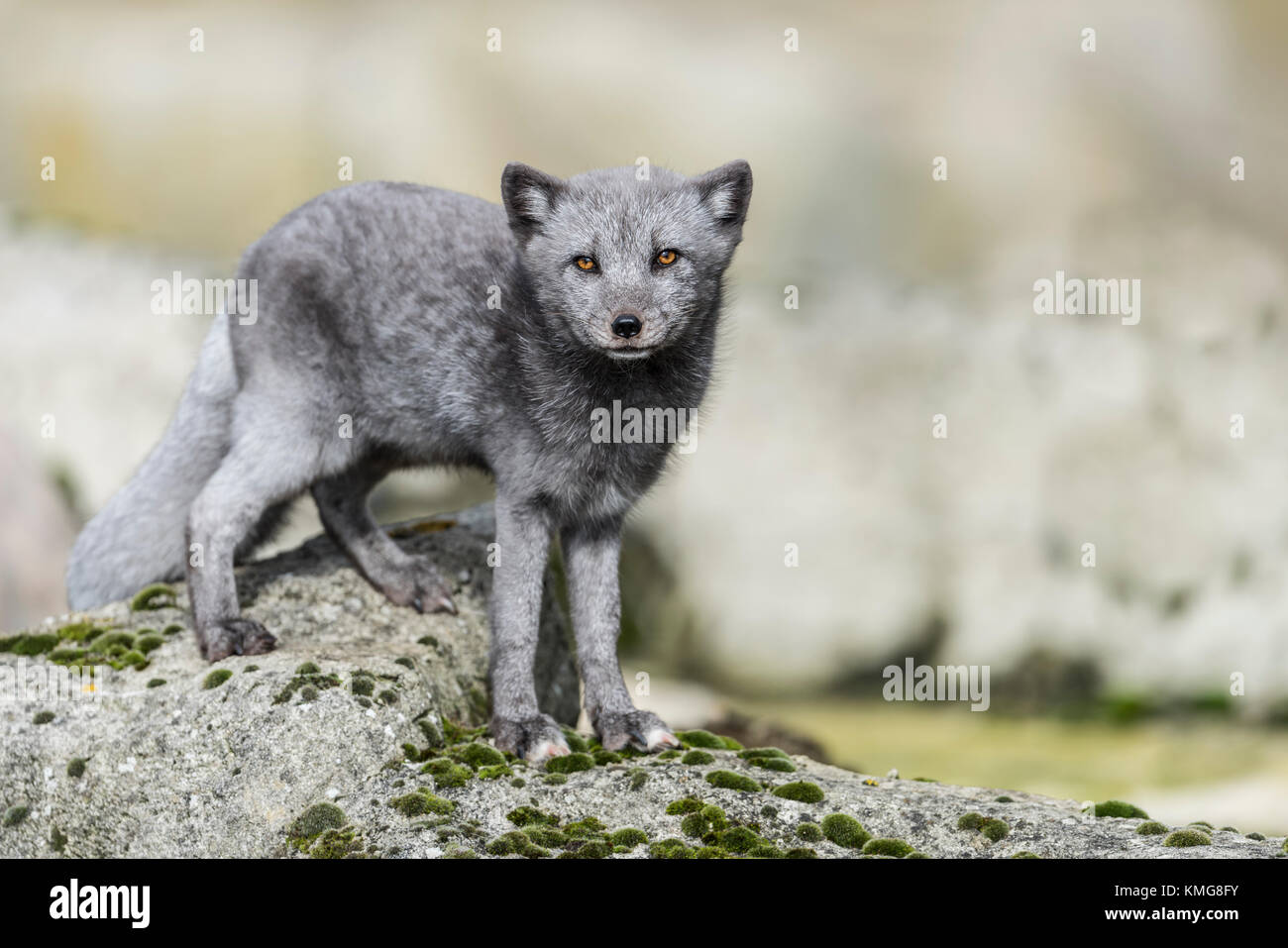 Polarfuchs, Vulpes lagopus, Arctic fox Stockfotografie - Alamy