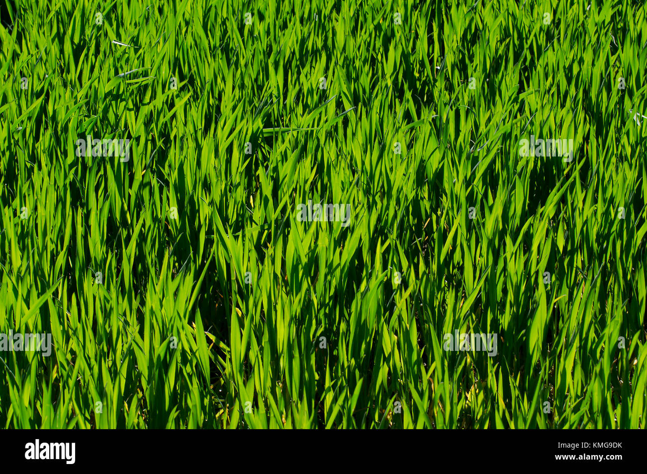 Drehe ein neues blatt um -Fotos und -Bildmaterial in hoher Auflösung ...