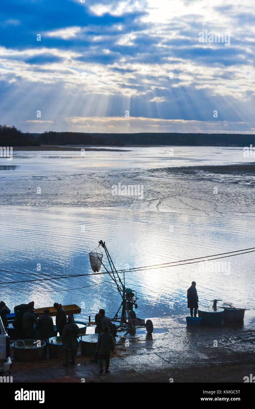 Vylov rybnika Svet, Trebon, Jizni Cechy, Ceska republika ...