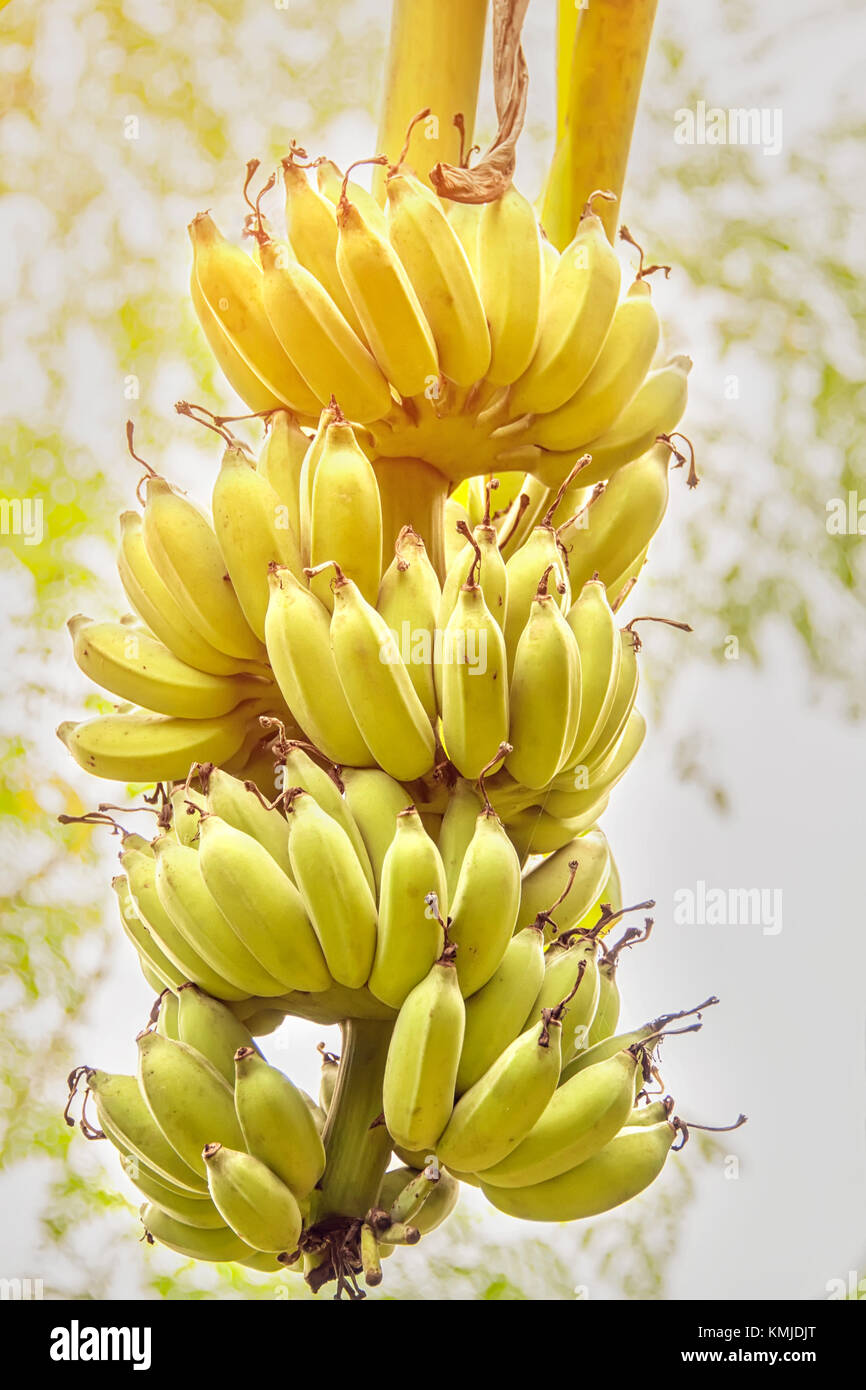 Banana plantation israel -Fotos und -Bildmaterial in hoher Auflösung ...