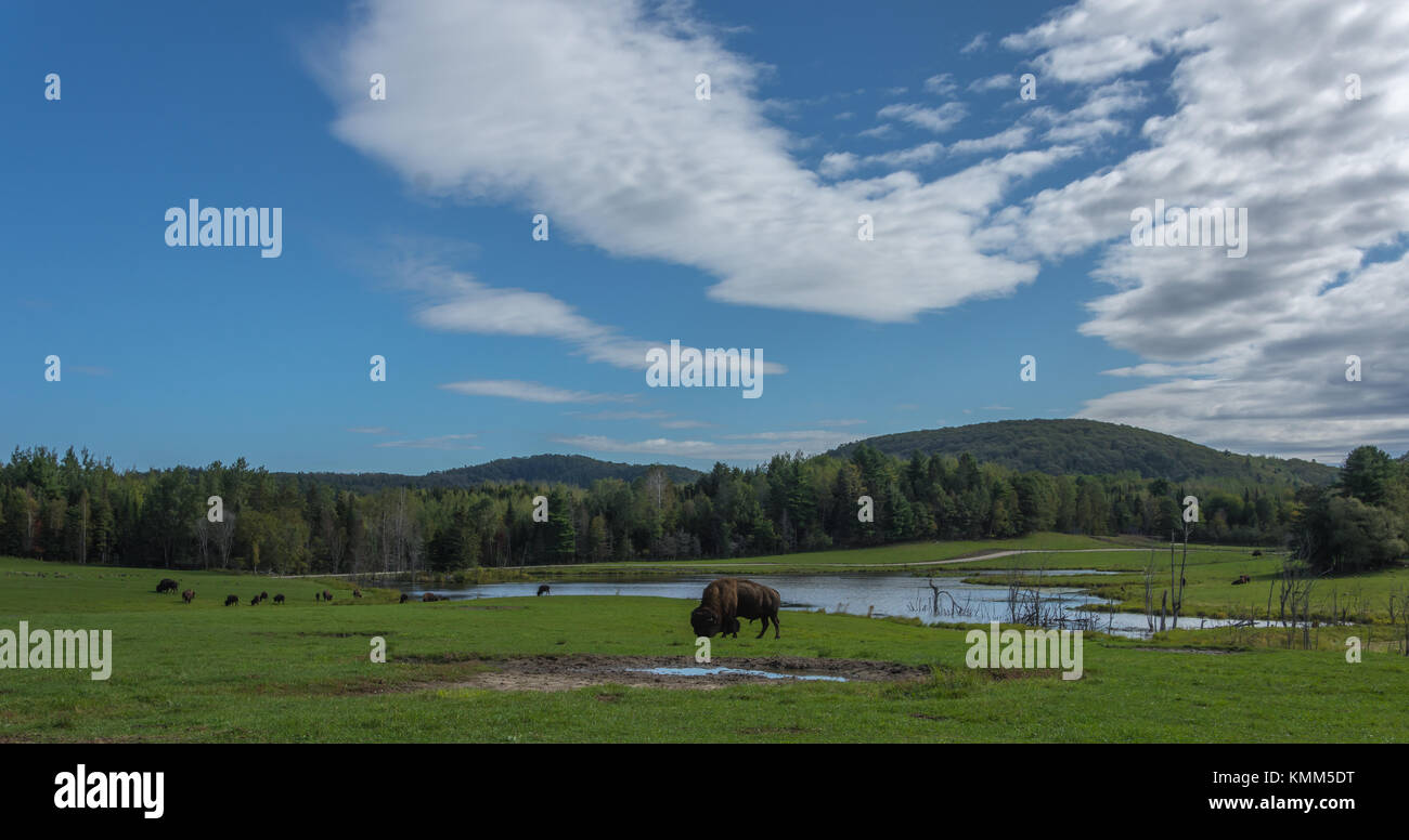 Bison im grasland -Fotos und -Bildmaterial in hoher Auflösung – Alamy