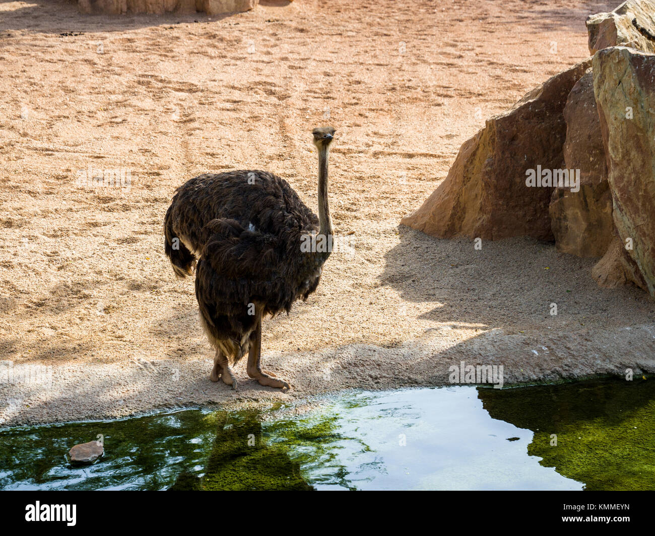 Strauß (Struthio camelus) durch Wasser in der Afrikanischen Savanne ...