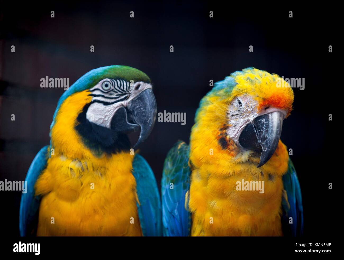 Zwei Tiere Stockfotos und -bilder Kaufen - Alamy