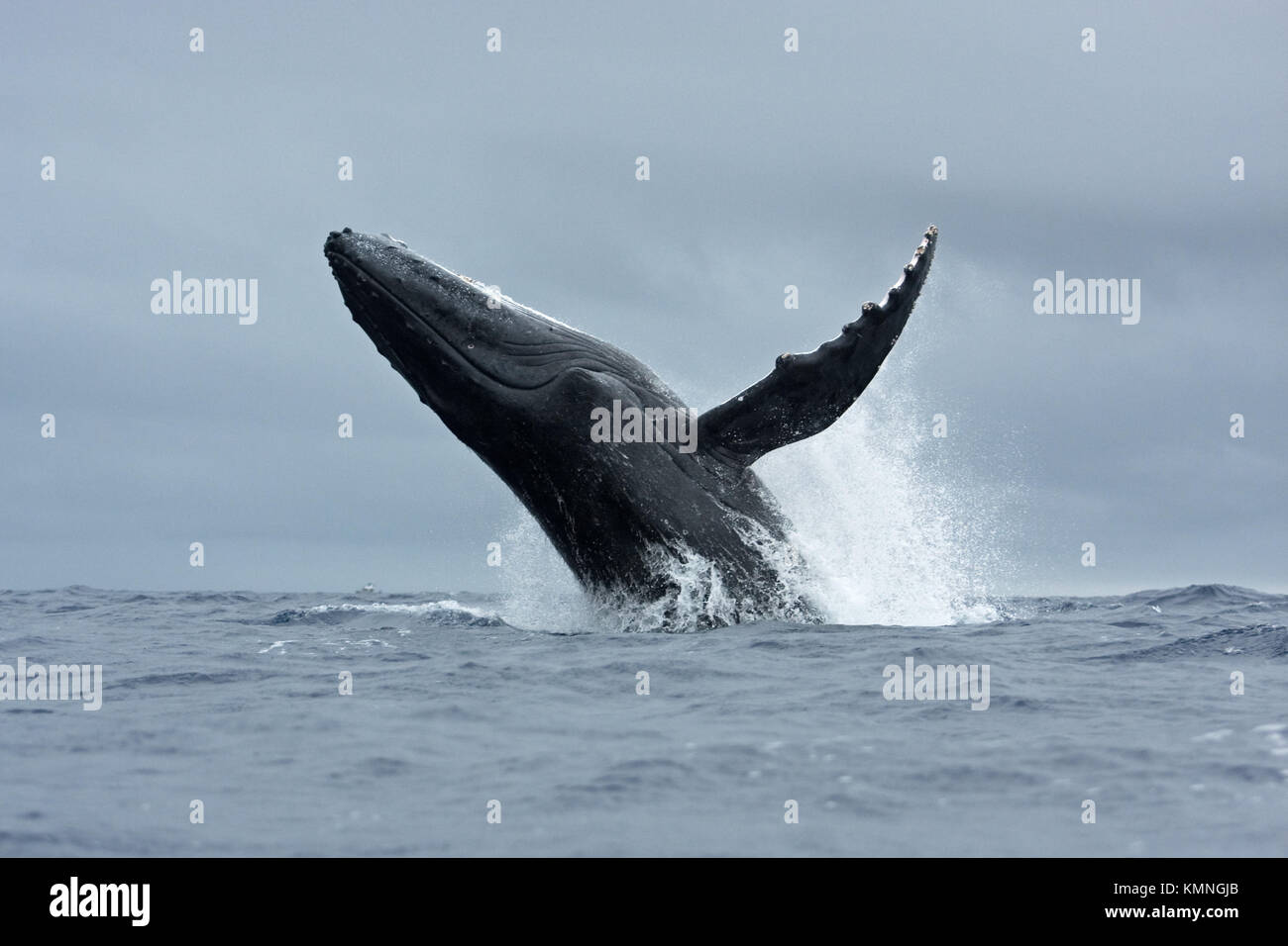 Buckelwal, Megaptera novaeangliae, Tonga, Vava'u Insel. Wal springen ...