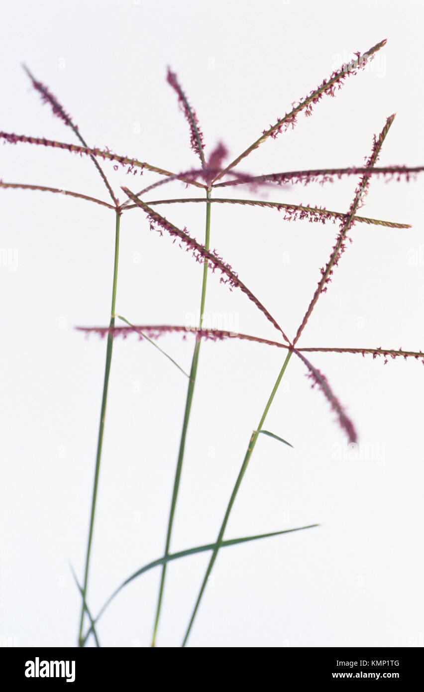 Bermuda grass cynodon dactylon grass -Fotos und -Bildmaterial in hoher ...