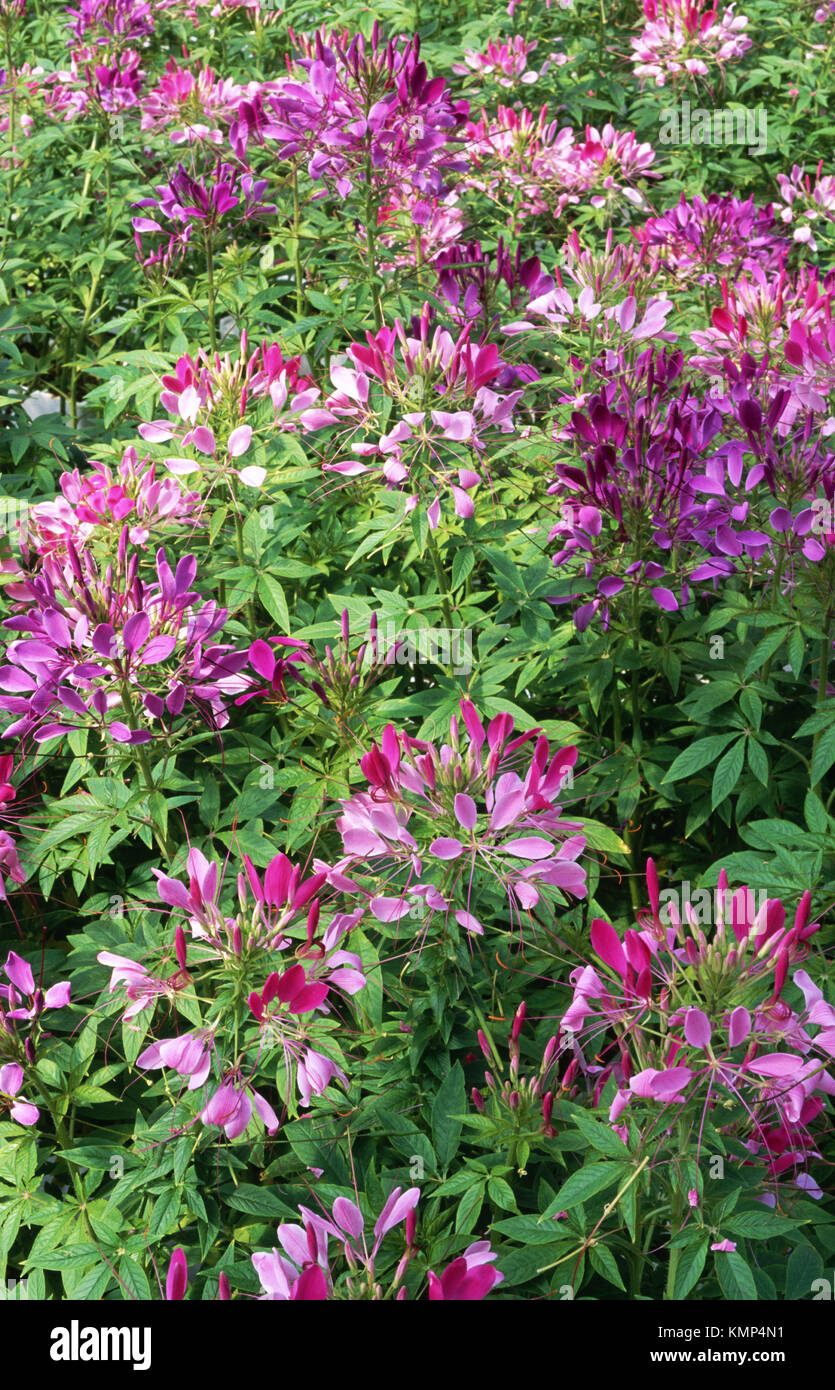Cleome sp -Fotos und -Bildmaterial in hoher Auflösung – Alamy
