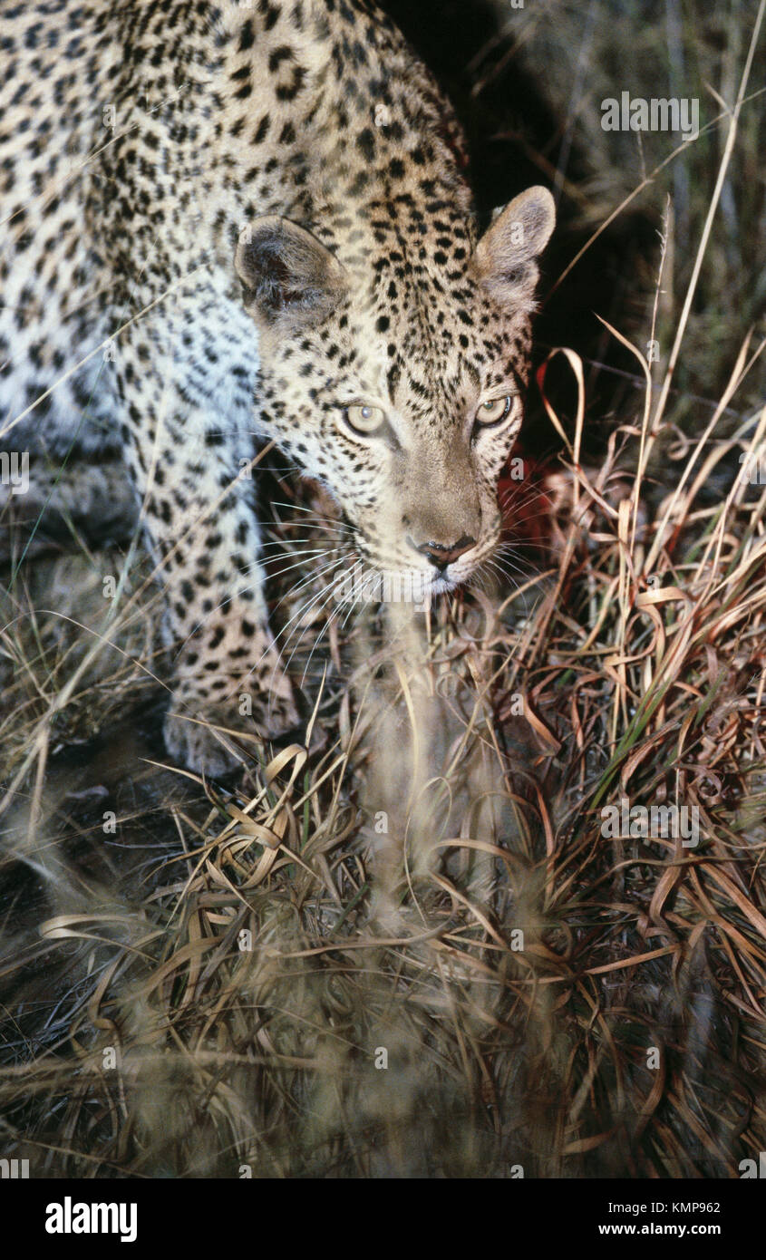 Leopardenjagd in der nacht -Fotos und -Bildmaterial in hoher Auflösung ...