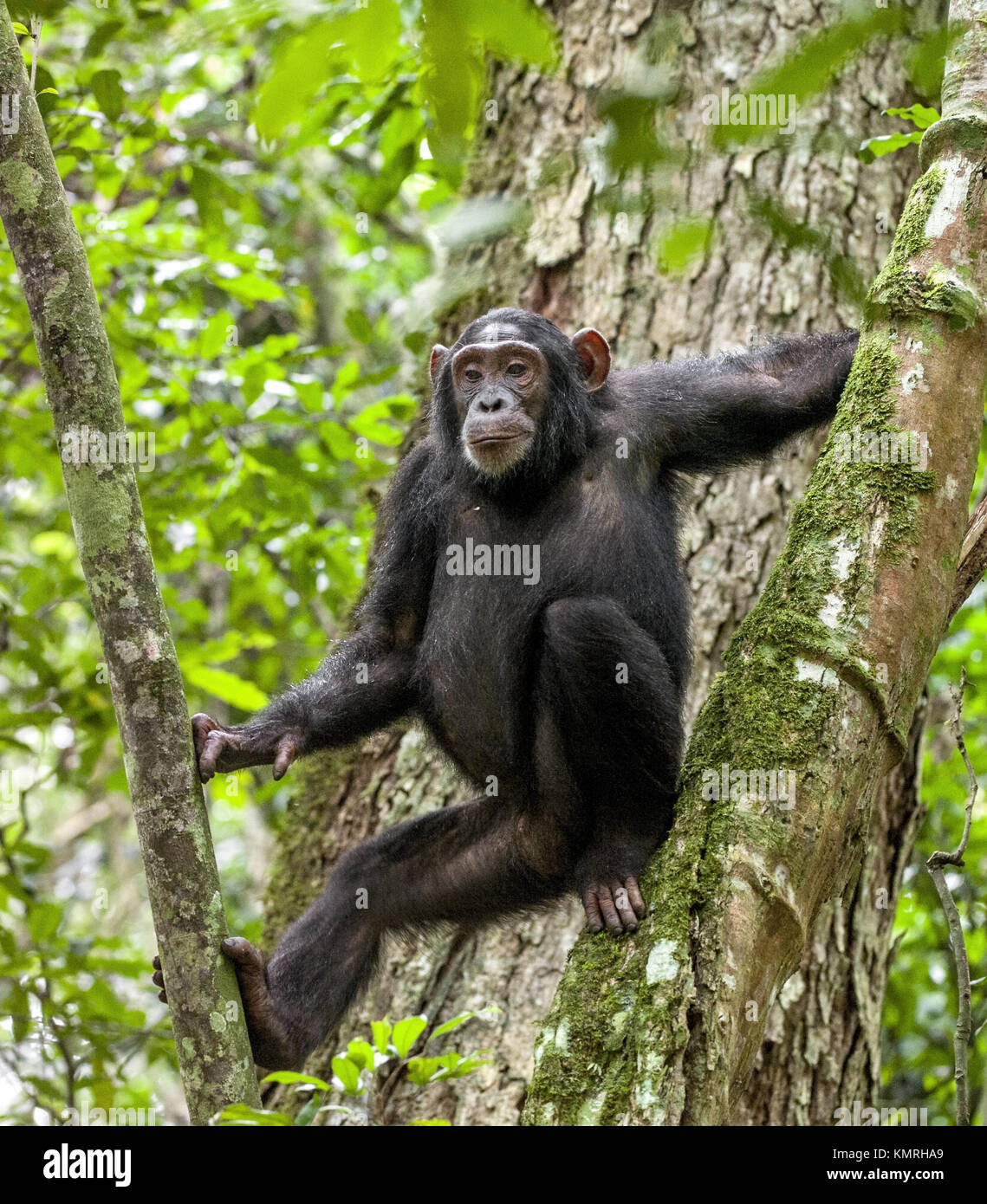 Schimpanse, der im wald sitzt -Fotos und -Bildmaterial in hoher ...