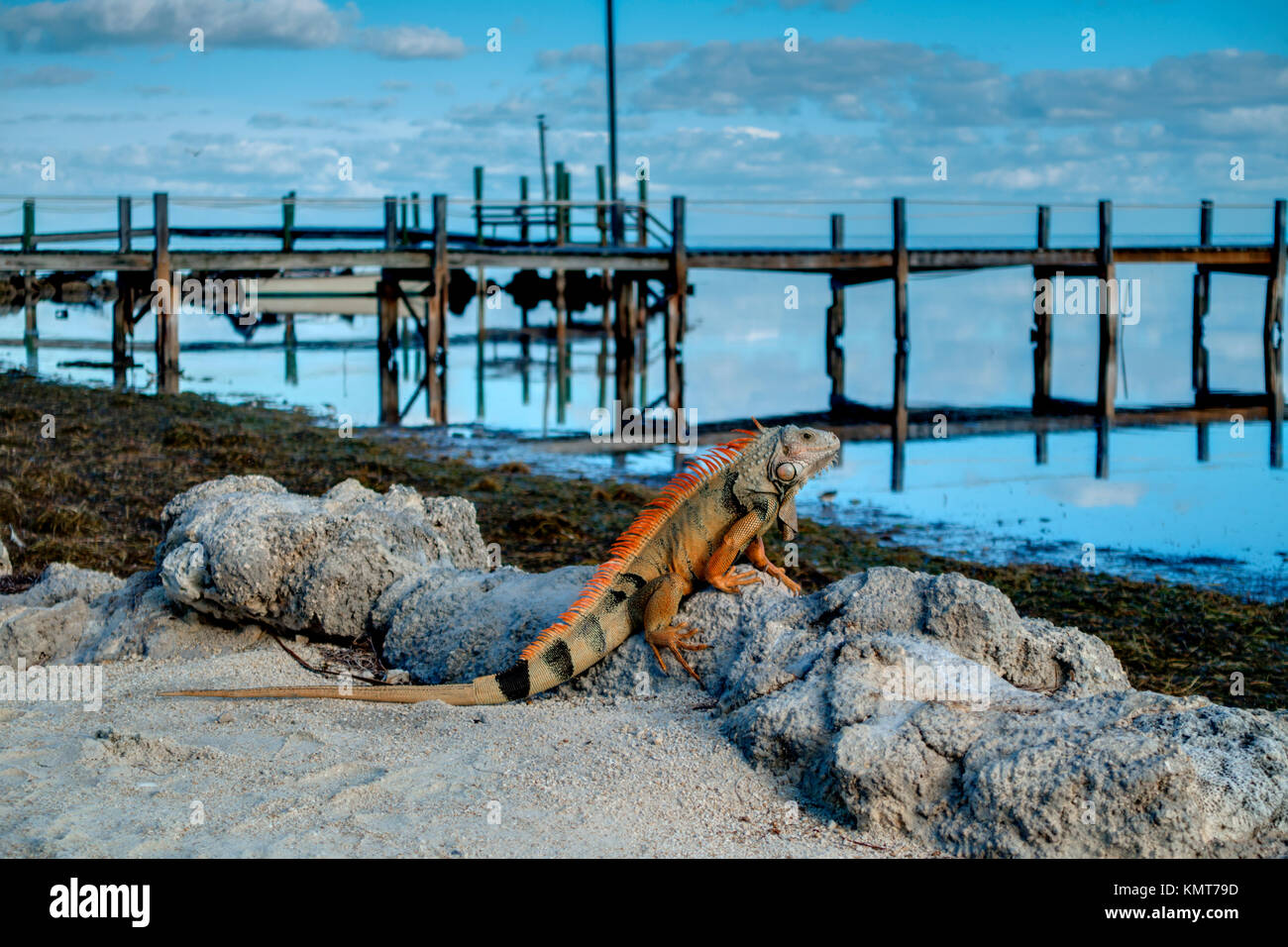 Iguana Iguanidae Stockfotos und -bilder Kaufen - Alamy