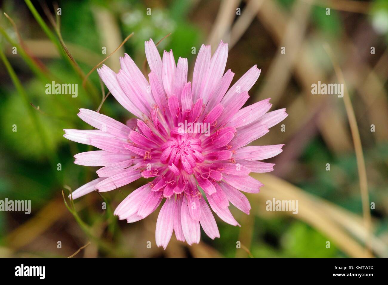Crepis rubra -Fotos und -Bildmaterial in hoher Auflösung – Alamy
