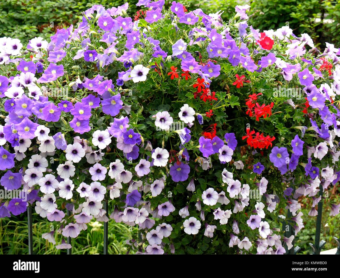 Petunie surfinia pelargonium -Fotos und -Bildmaterial in hoher ...