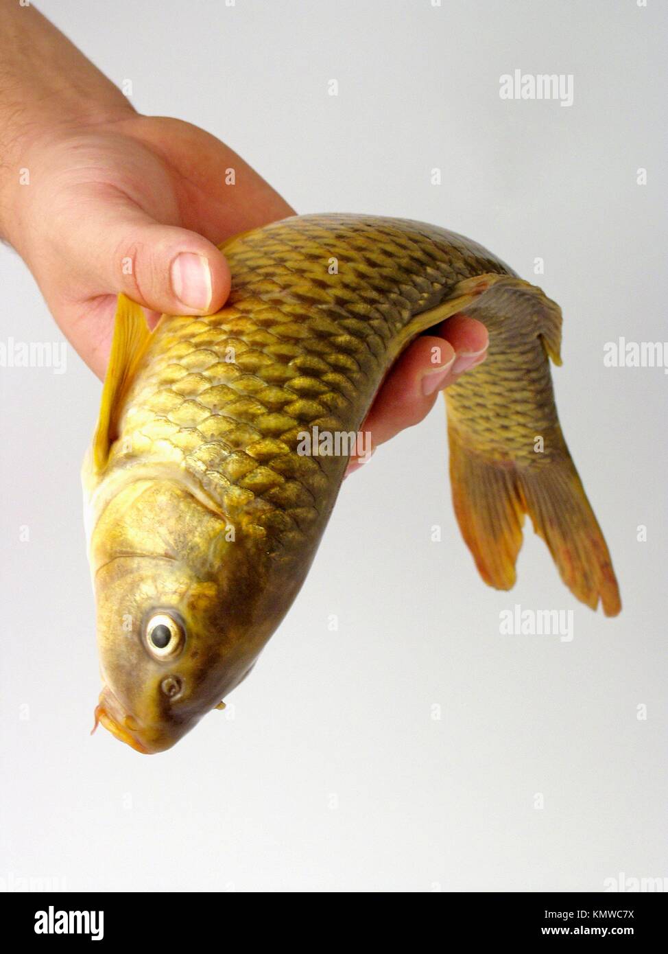 Detail carp Stockfotos und -bilder Kaufen - Alamy