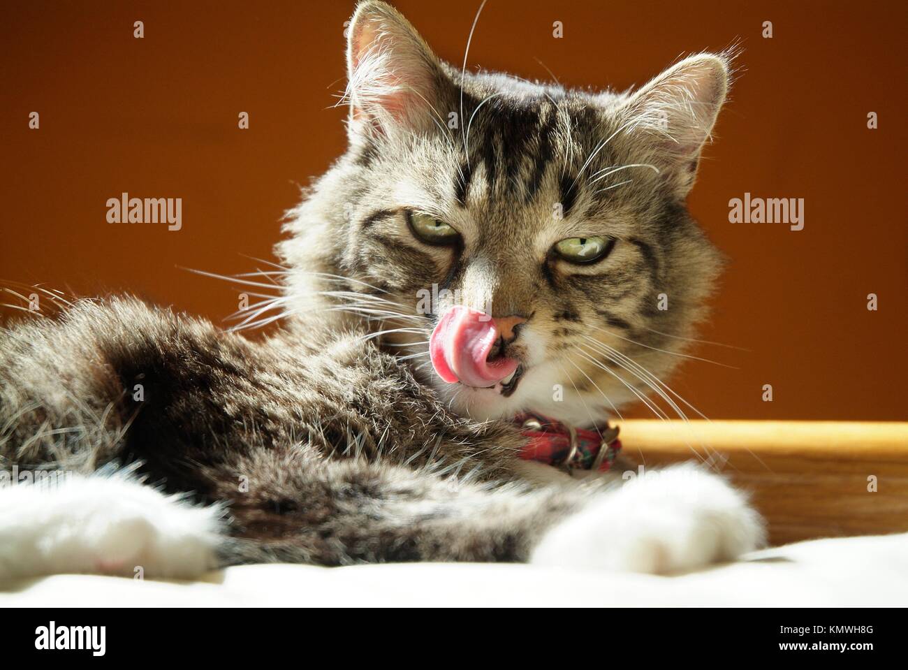 Stilvolle Katze Leckt Alles An Bilder