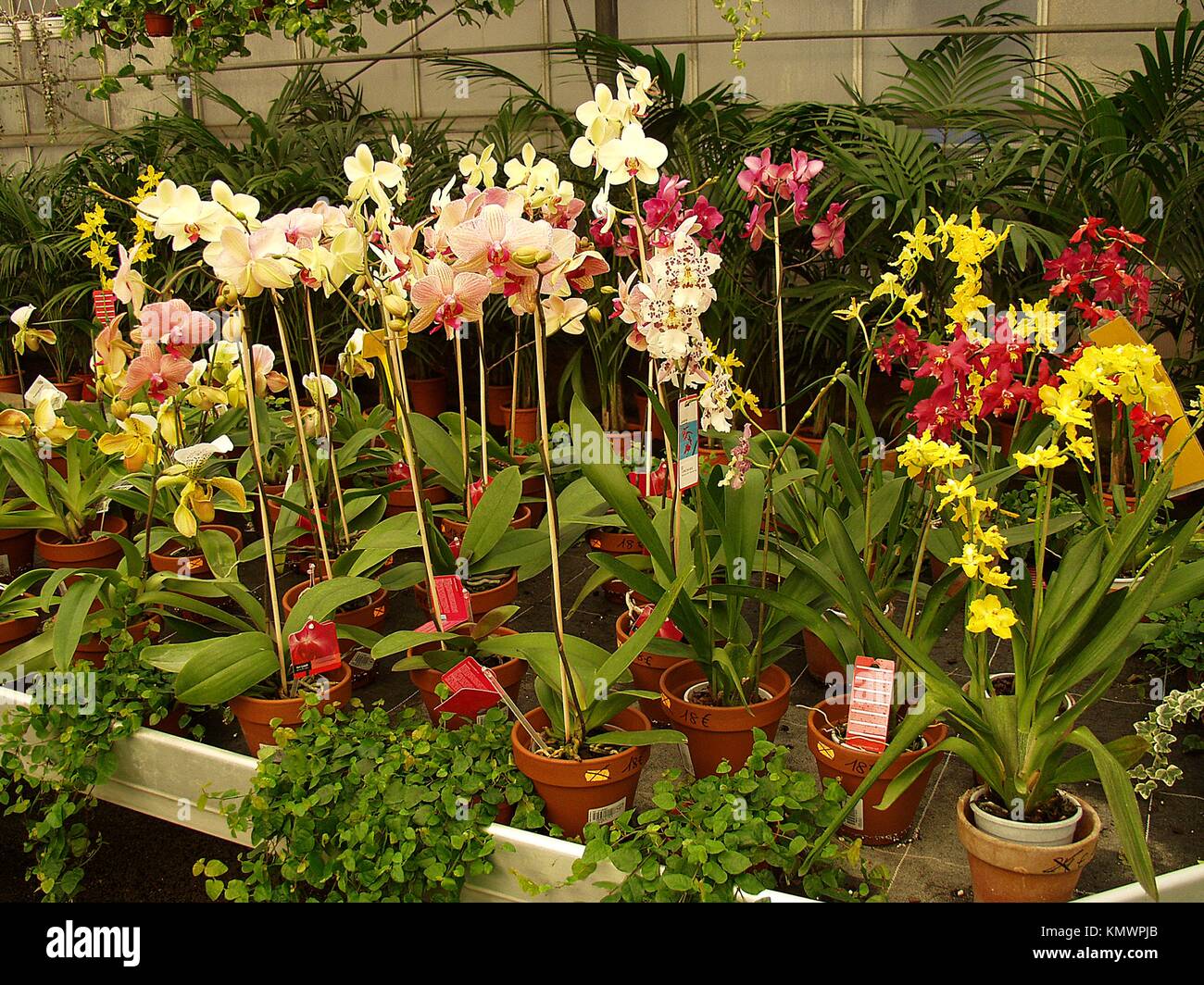 Cambria orchidee -Fotos und -Bildmaterial in hoher Auflösung - Seite 3 ...