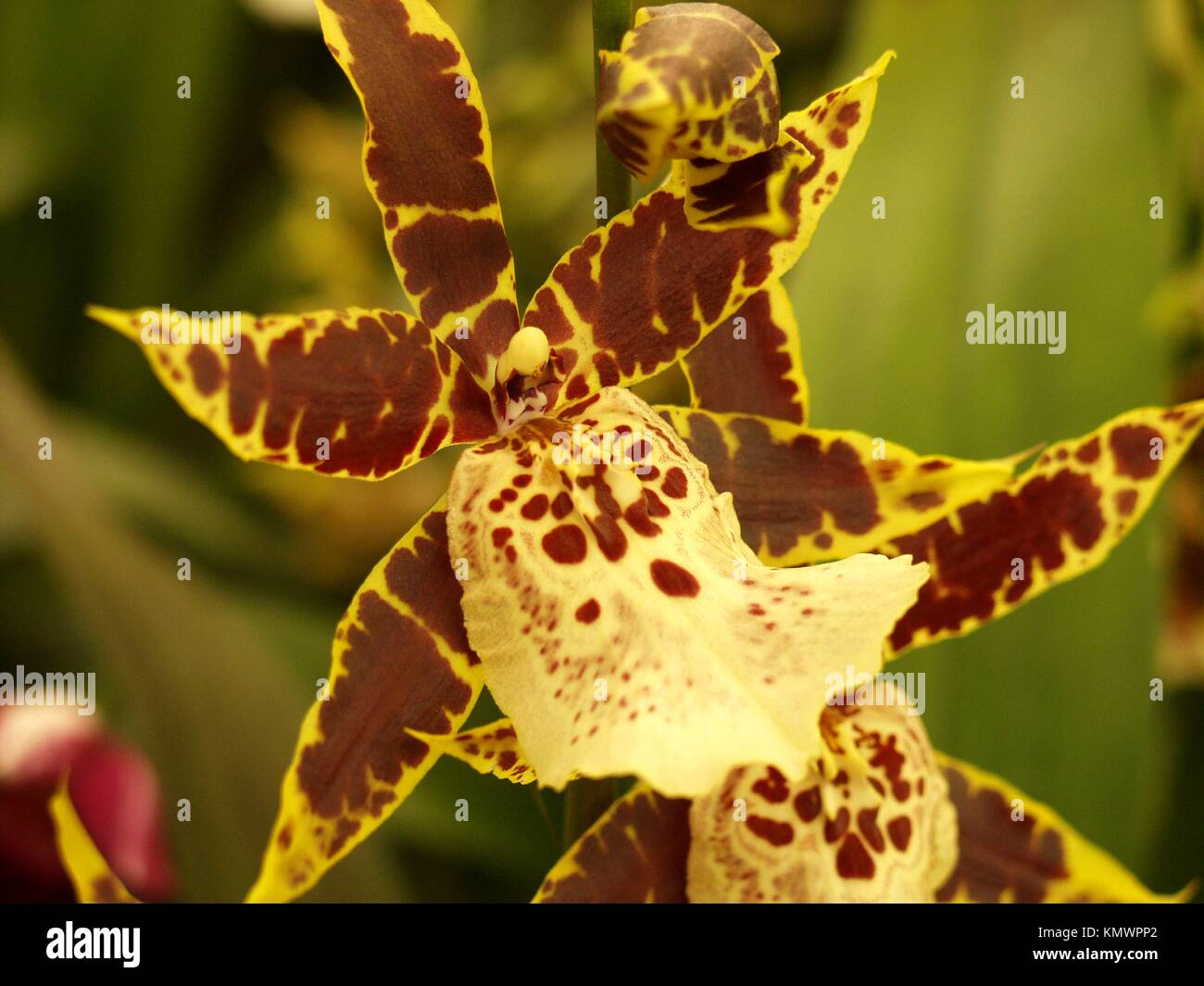 Orchid Flower Cambria Stockfotos & Orchid Flower Cambria Bilder - Seite ...