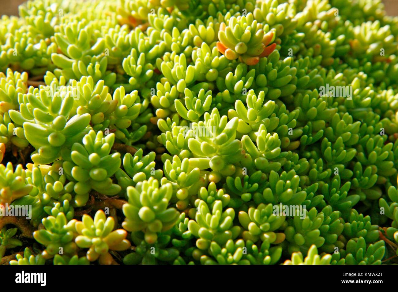 Sedum sp -Fotos und -Bildmaterial in hoher Auflösung – Alamy