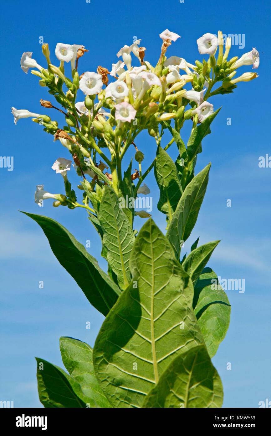 Blühender tabak -Fotos und -Bildmaterial in hoher Auflösung – Alamy