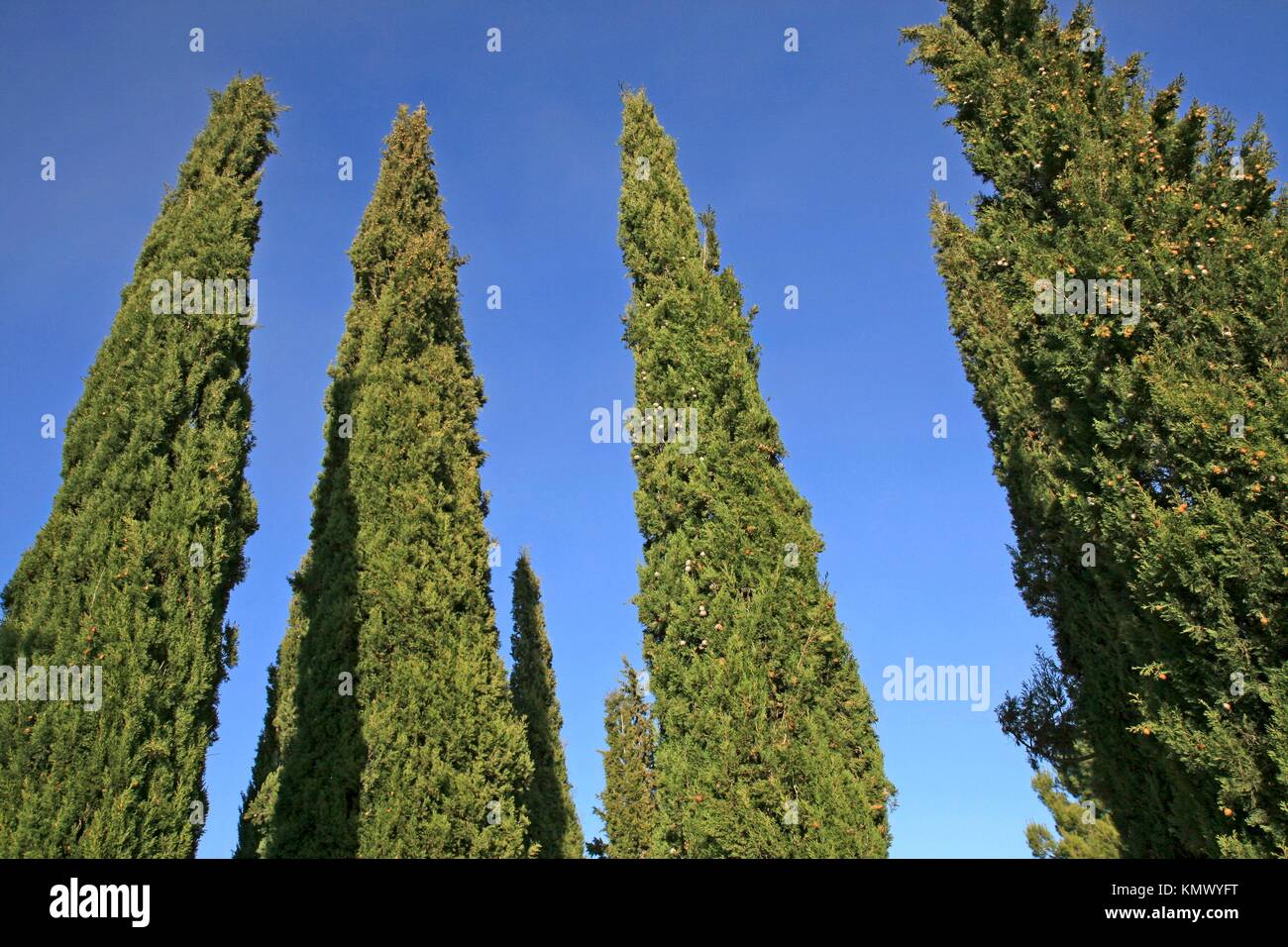 Zypresse Cupressus sempervirens Stockfotografie - Alamy