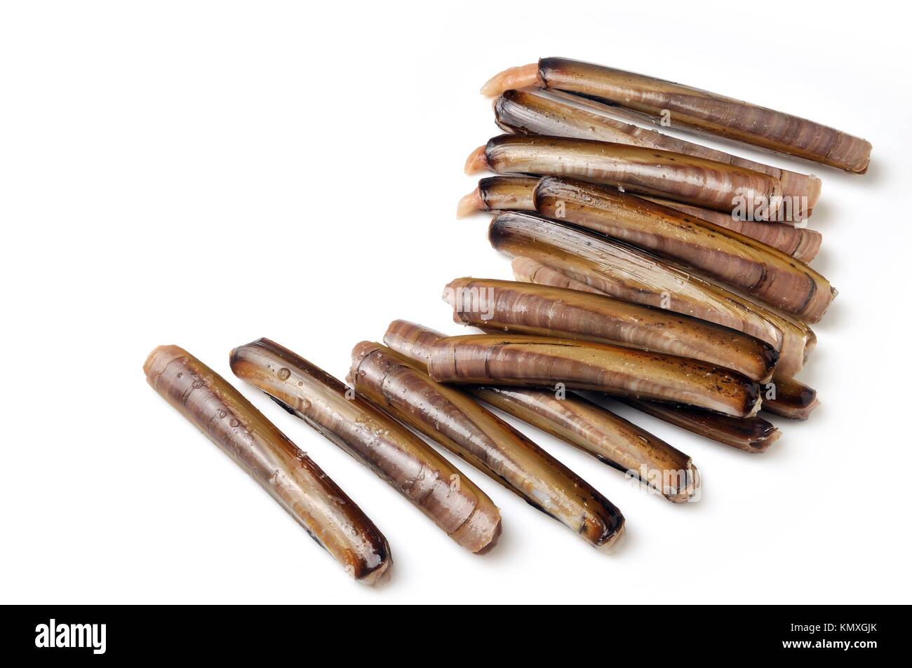 Razorshells -Fotos und -Bildmaterial in hoher Auflösung – Alamy