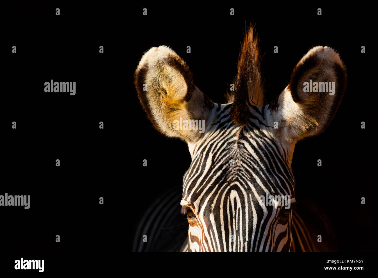 Grevys zebra - Cebra de Grevy. Samburu National Park. Kenia. Afrika ...