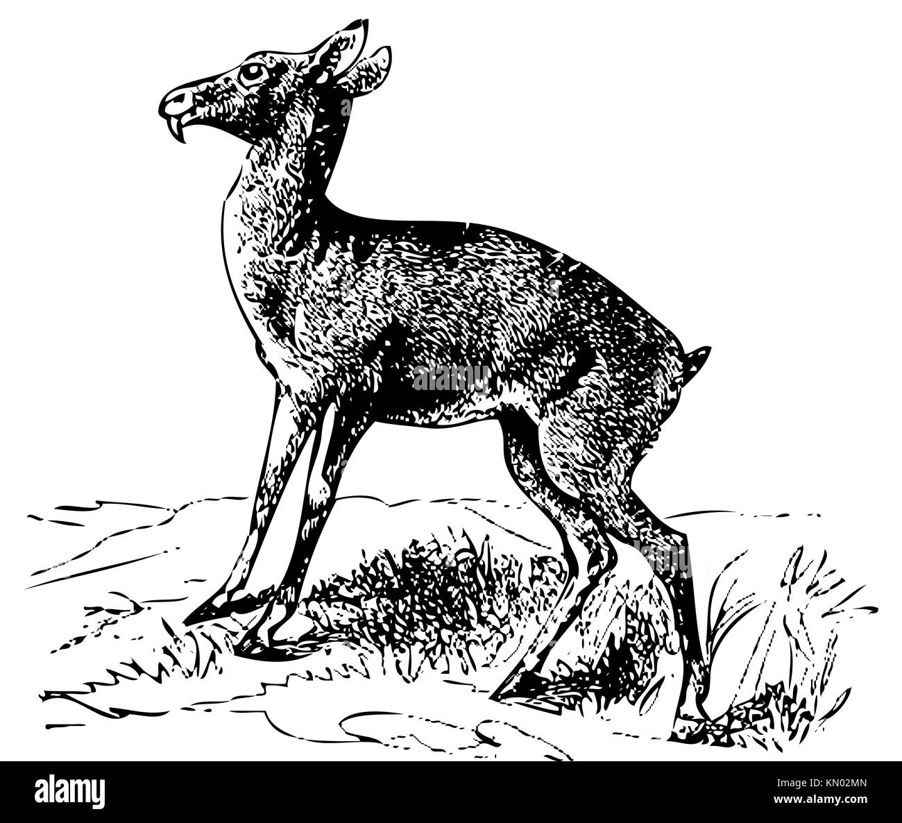 Moschus moschiferus -Fotos und -Bildmaterial in hoher Auflösung – Alamy