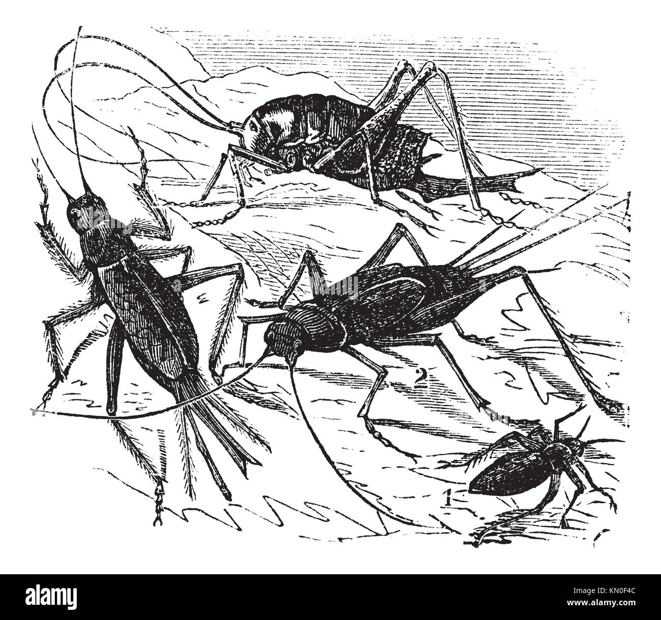 1 Holz cricket Acheta Vittata 2 Feld cricket Acheta Campestris 3 ...