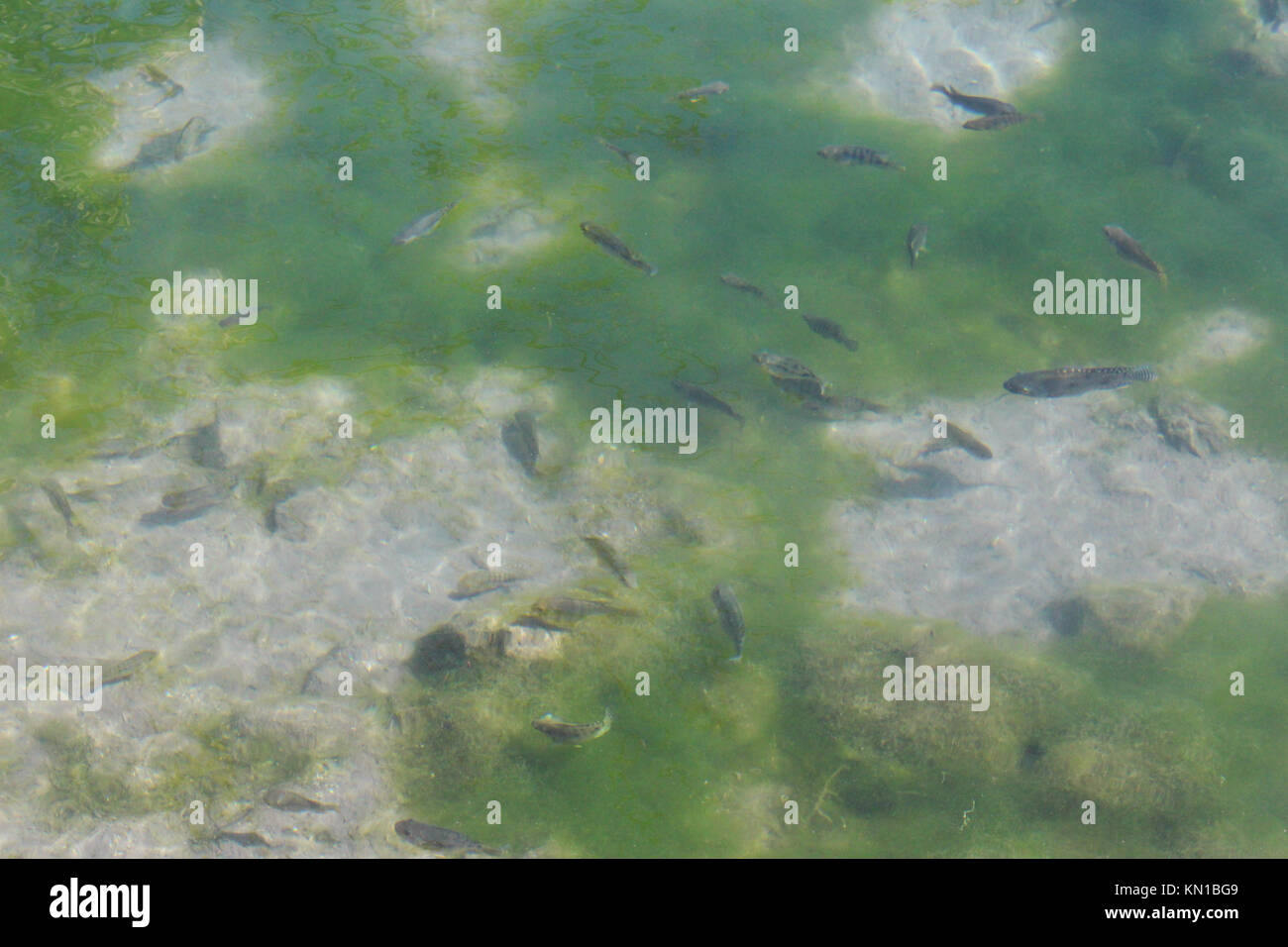 Kleiner fisch an bord -Fotos und -Bildmaterial in hoher Auflösung – Alamy