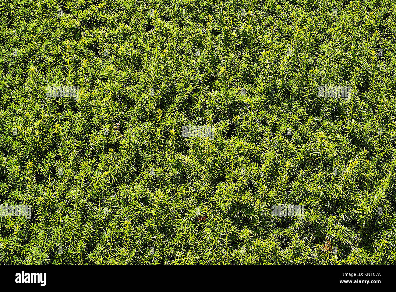Bush seamless texture background -Fotos und -Bildmaterial in hoher ...