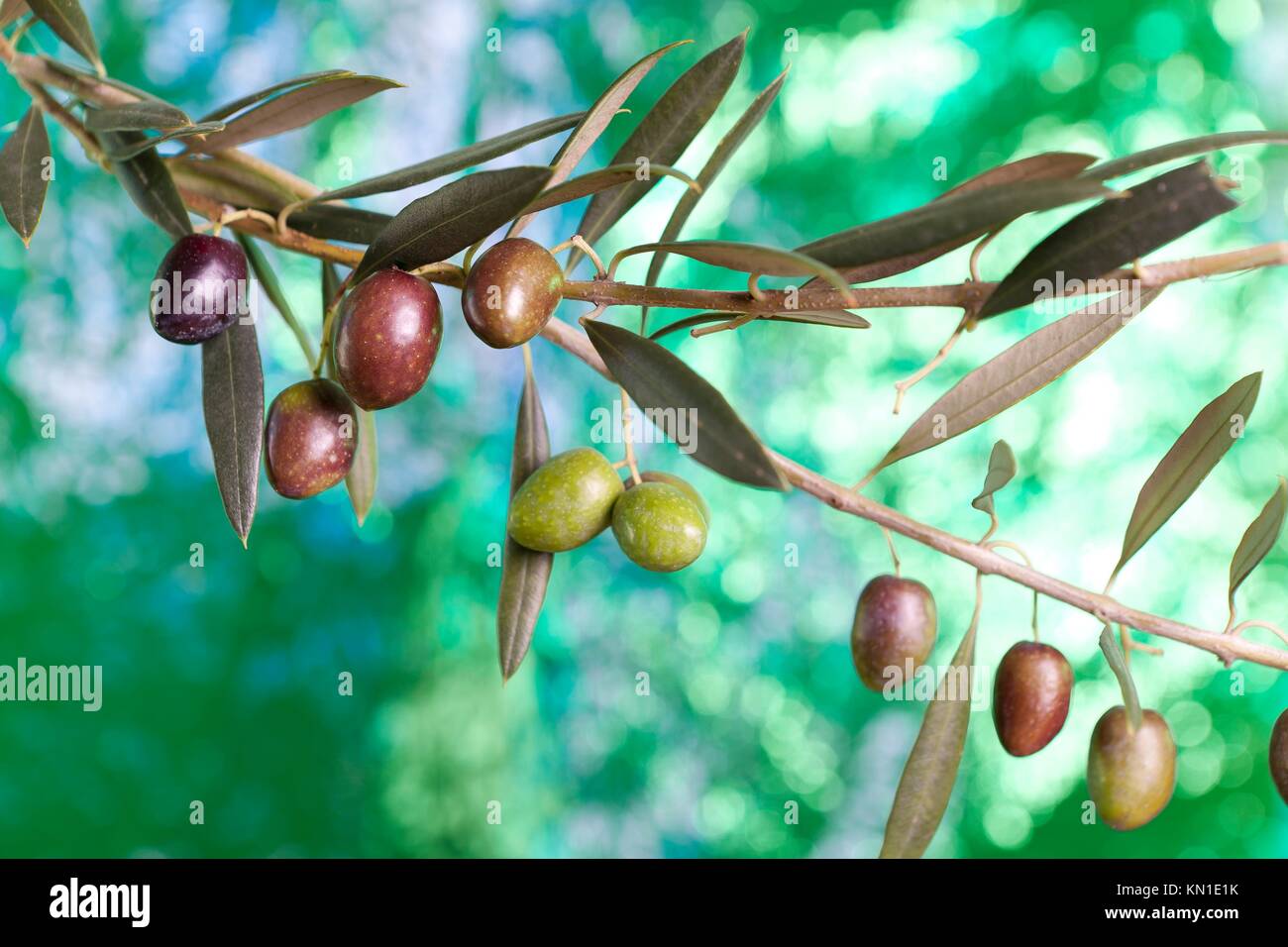 Picual olive -Fotos und -Bildmaterial in hoher Auflösung – Alamy