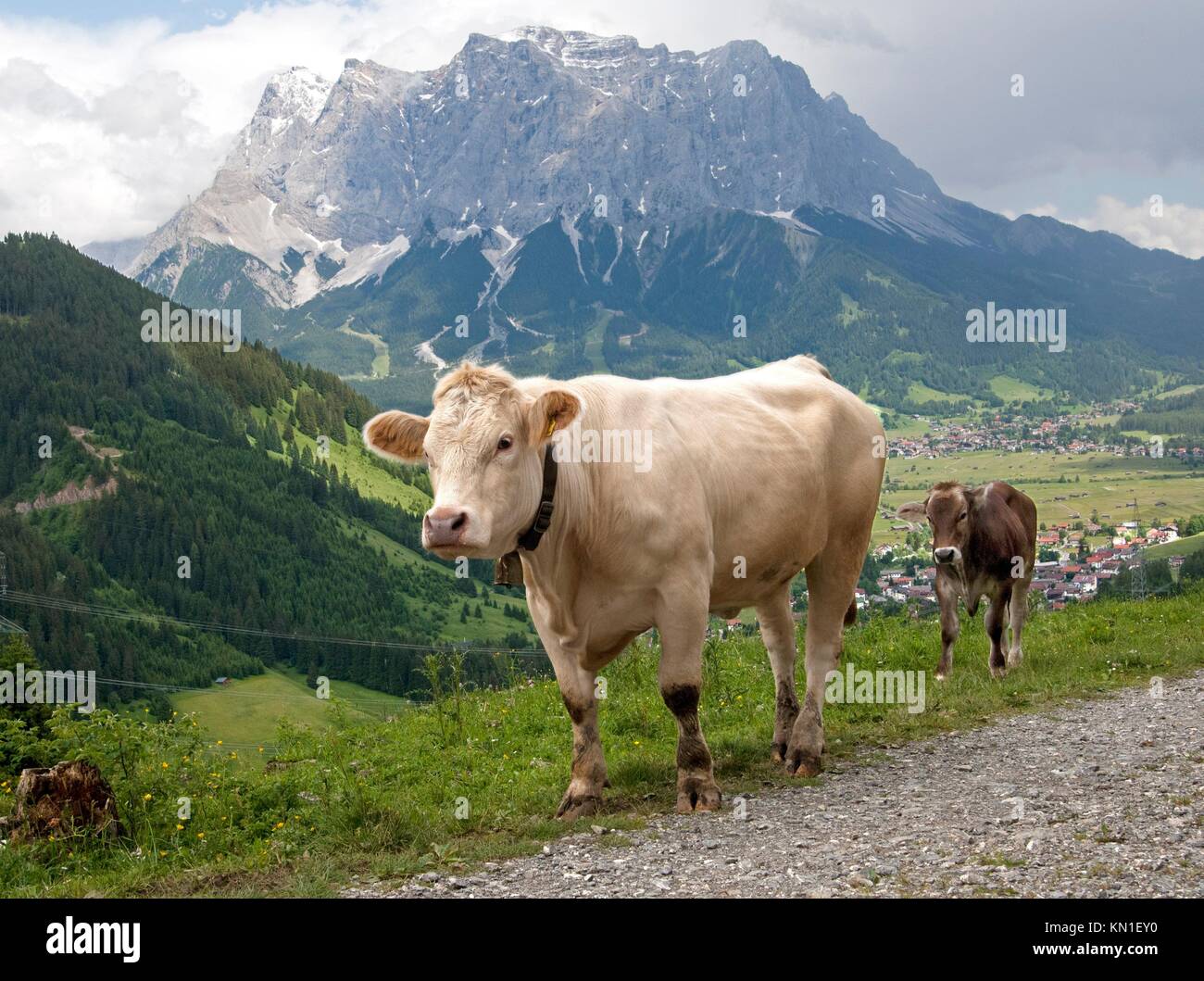 Cow calf alps -Fotos und -Bildmaterial in hoher Auflösung – Alamy