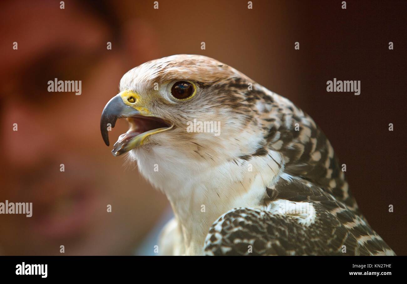Der gyrfalcon ist eine sehr große Falcon, die ungefähr die gleiche ...