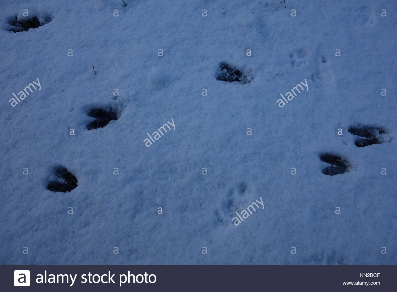 Footprints Deer Stockfotos & Footprints Deer Bilder - Alamy