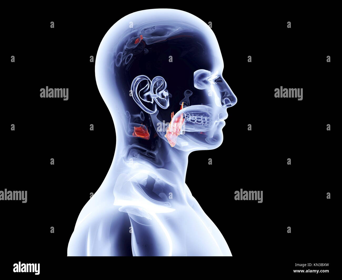 Der Kehlkopf. 3D gerendert anatomische Abbildung Stockfotografie - Alamy