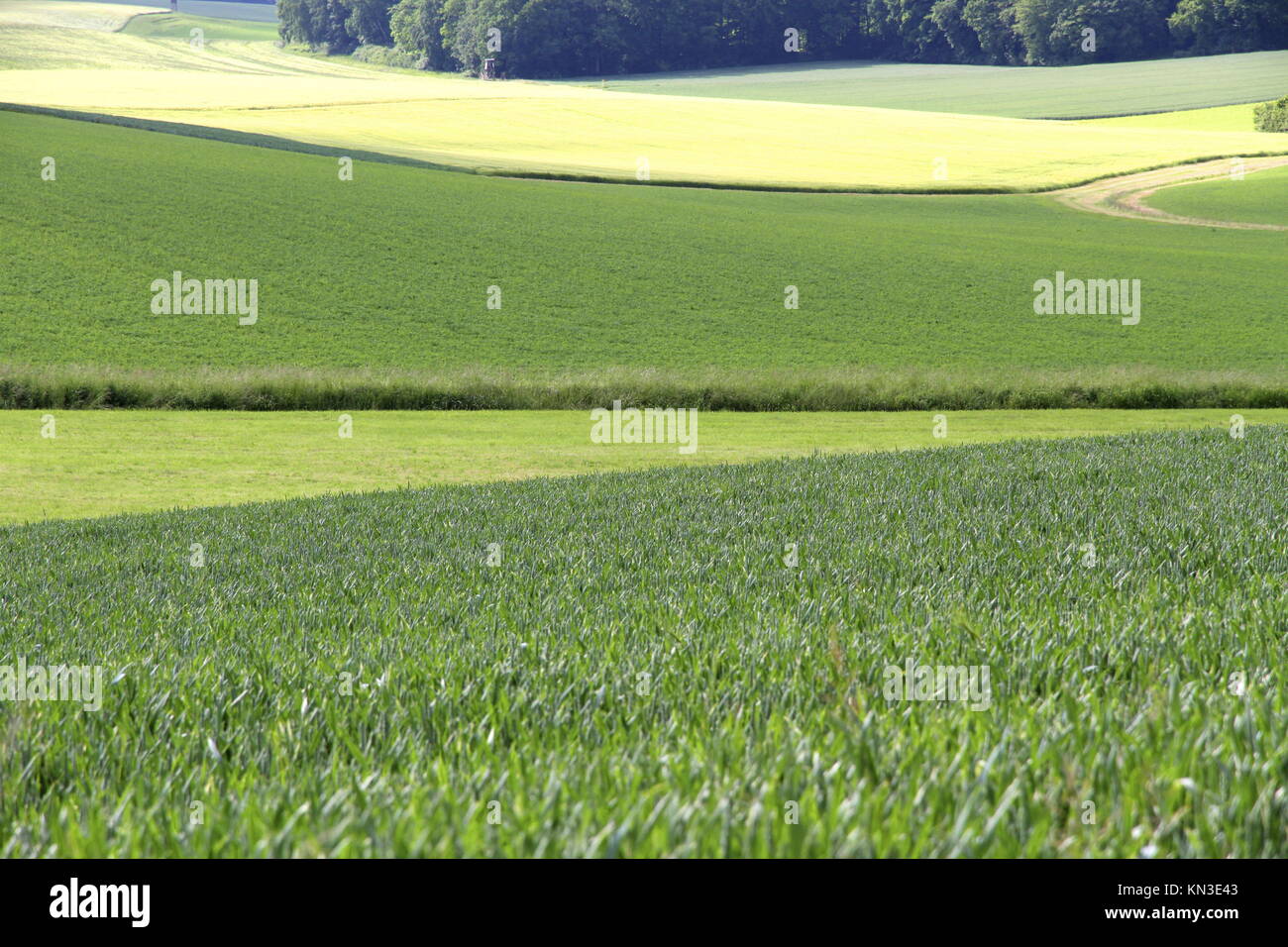 Landwirtschaft whea -Fotos und -Bildmaterial in hoher Auflösung – Alamy