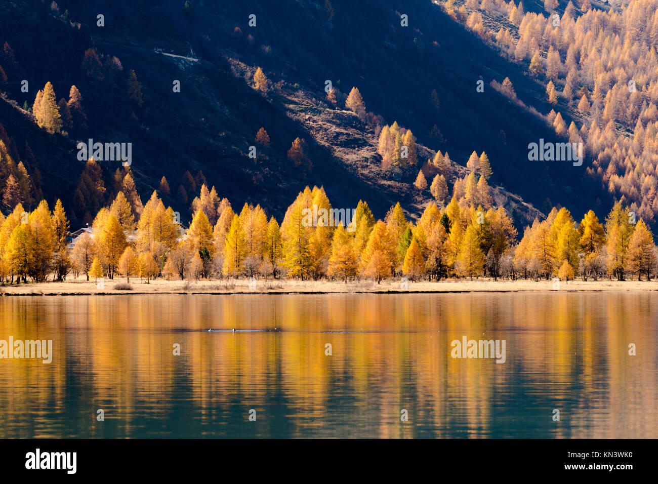 Herbst im engadin tal -Fotos und -Bildmaterial in hoher Auflösung – Alamy