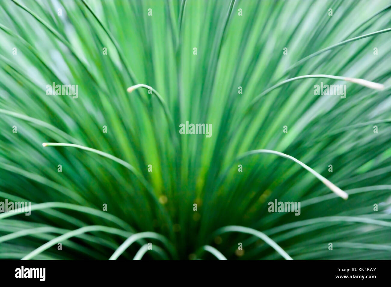 Zahnlose menschen -Fotos und -Bildmaterial in hoher Auflösung – Alamy